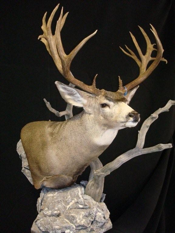 WORTH EVERY DAMN DIME!!!! - Eastmans' Official Blog | Mule Deer ...