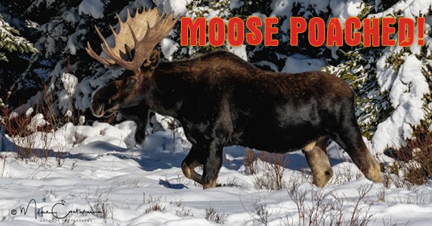 Moose Poaching - Know Your Target! - Eastmans' Official Blog | Mule ...