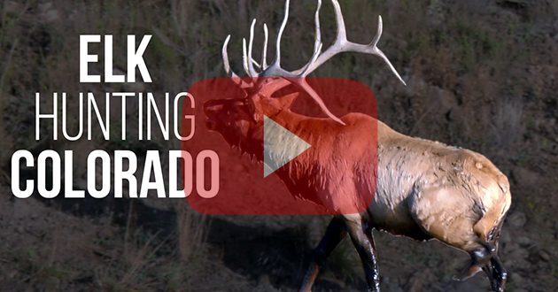 Elk Hunting Colorado - 360+ Inch Bull! - Eastmans' Official Blog | Mule ...