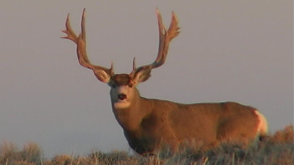 Big Bucks…Are Where Ya’ Find Em’ - Eastmans' Official Blog | Mule Deer ...