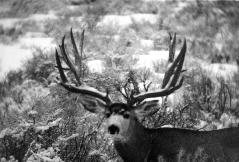 Big Bucks…Are Where Ya’ Find Em’ - Eastmans' Official Blog | Mule Deer ...