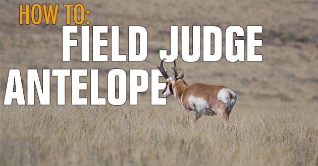 A Guide to Field Judging Antelope & The Law of 7s - Eastmans' Official ...