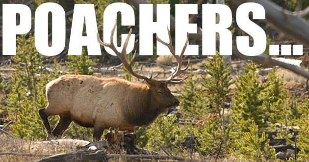 Poaching, Poaching, Poaching!!! - Eastmans' Official Blog | Mule Deer ...