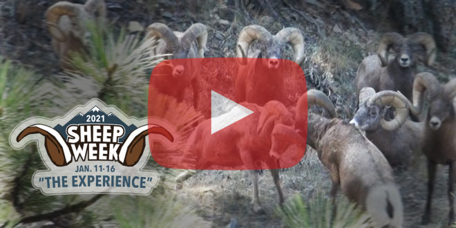 Wild Sheep Conservation Can't Stop! Join Us at 2021 Sheep Week ...