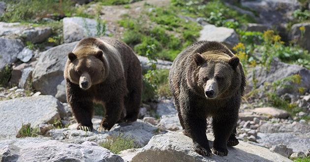 Grizzly Bears Migrating East! - Eastmans' Official Blog | Mule Deer ...