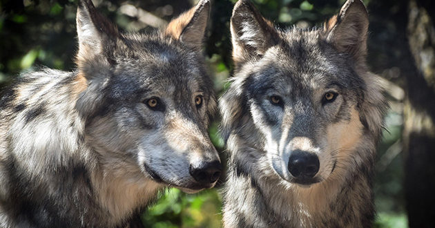 Just A Matter Of Time: CO Wolf Breeding - Eastmans' Official Blog ...