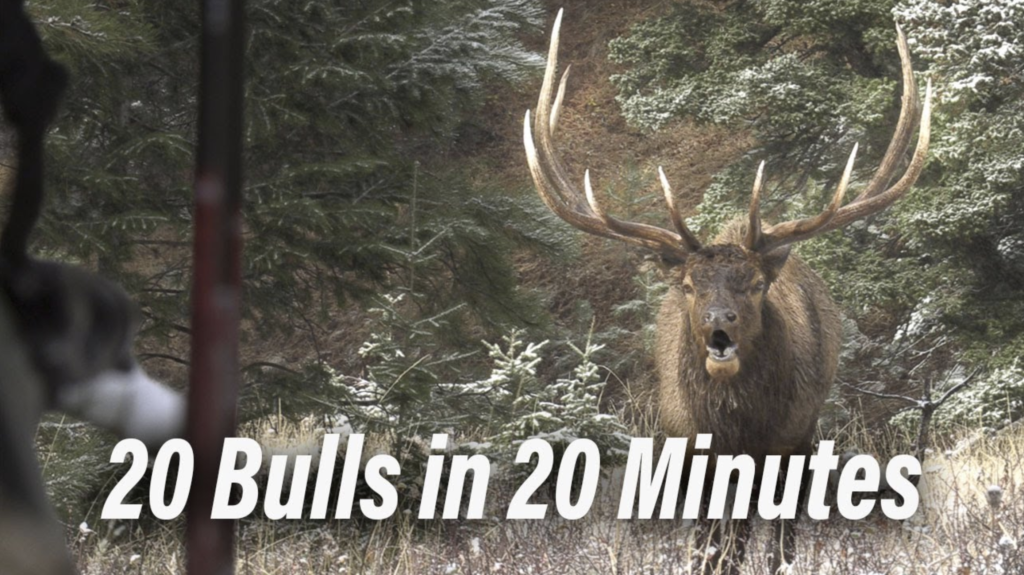 Bow Kills! Bulls and Bugles - Bow hunting at it's best! - Eastmans ...