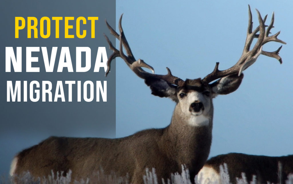 NV_Migration - Eastmans' Official Blog | Mule Deer, Antelope, Elk ...