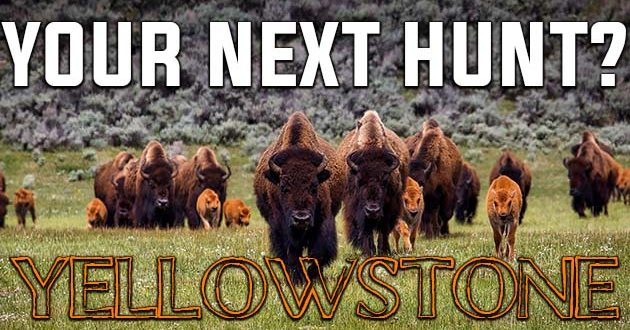 Bison Hunt In Yellowstone? - Eastmans' Official Blog | Mule Deer ...