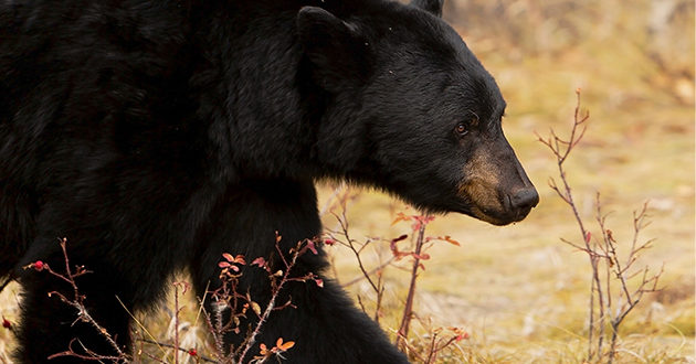 Washington Spring Bear Update: Part II - Eastmans' Official Blog | Mule ...