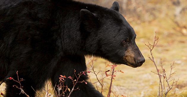 Washington State Spring Bear Final Update - Eastmans' Official Blog ...