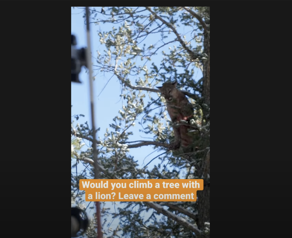 Mountain Lion Shot with a Bow! - Eastmans' Official Blog | Mule Deer ...