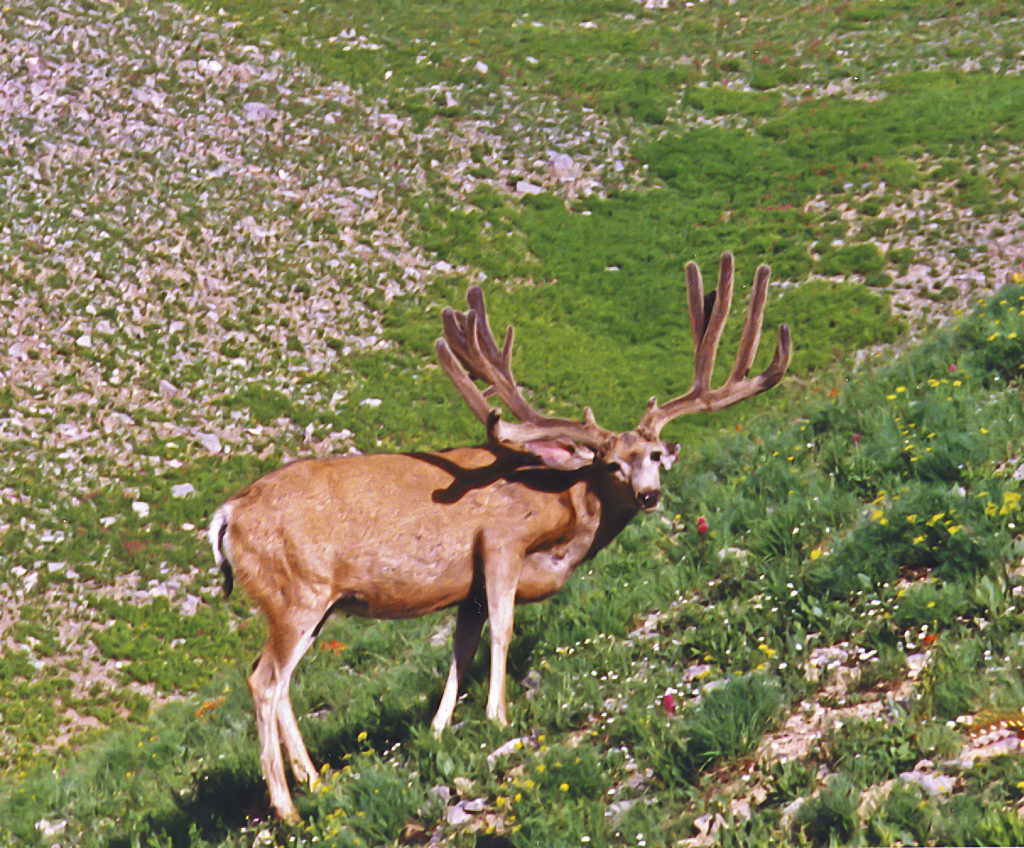 #3. Popeye velvet (1) - Eastmans' Official Blog | Mule Deer, Antelope ...