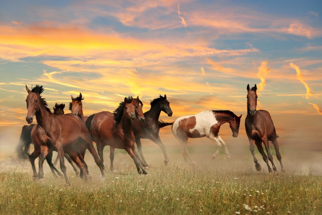 Feral Or Wild, Horses Destroy Habitat - Eastmans' Official Blog | Mule ...