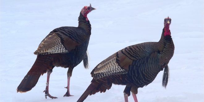 Arizona Spring Turkey Deadline - Eastmans' Official Blog | Mule Deer ...