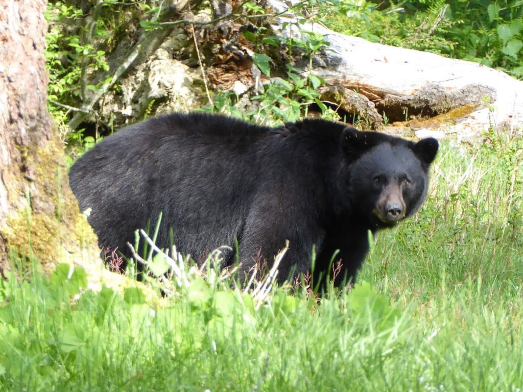 Washington State Spring Bear Fall Update - Eastmans' Official Blog ...