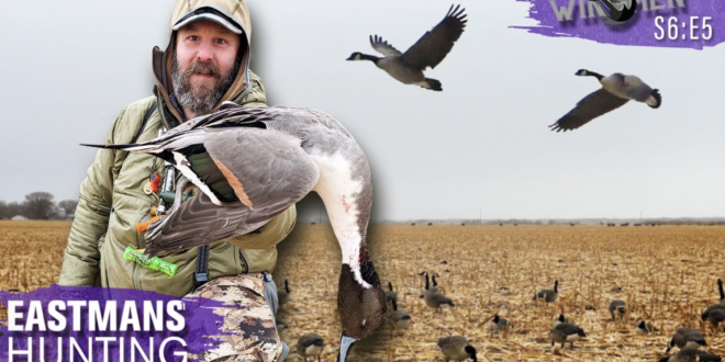 We Shot a Pintail! 🦆 Hunting A Huge Feed - Eastmans' Official Blog ...