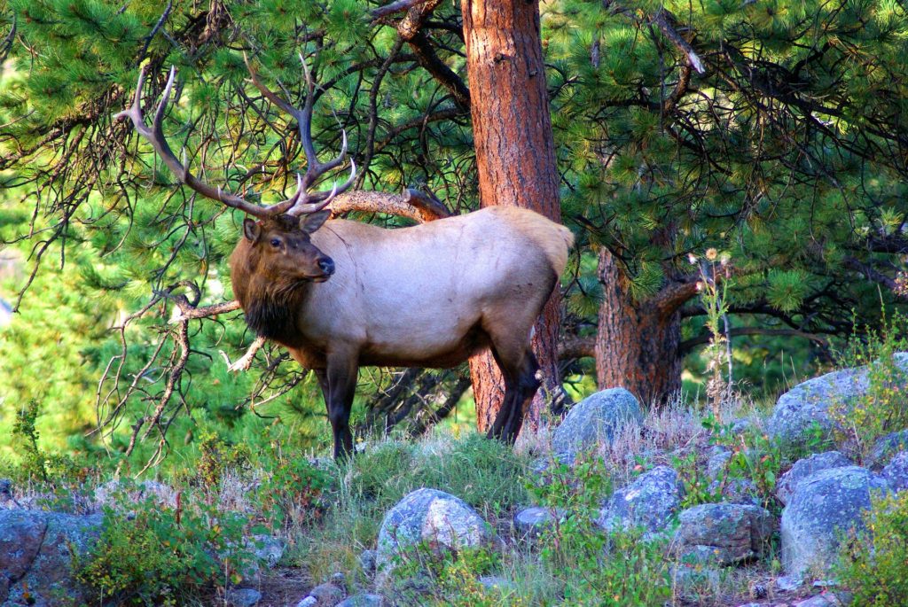 2023 Arizona Elk Application Strategy - Eastmans' Official Blog | Mule ...