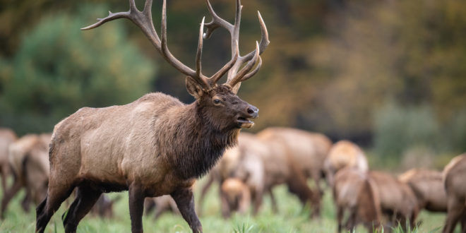 AZ Elk / Antelope Draw Results - Eastmans' Official Blog | Mule Deer ...