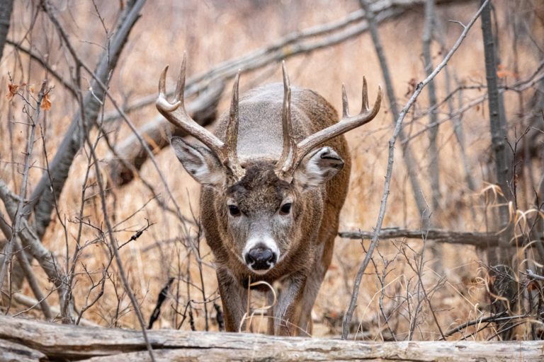 10 Most Common Big Game Violations Part 9 (Final) - Not Having Tag ...