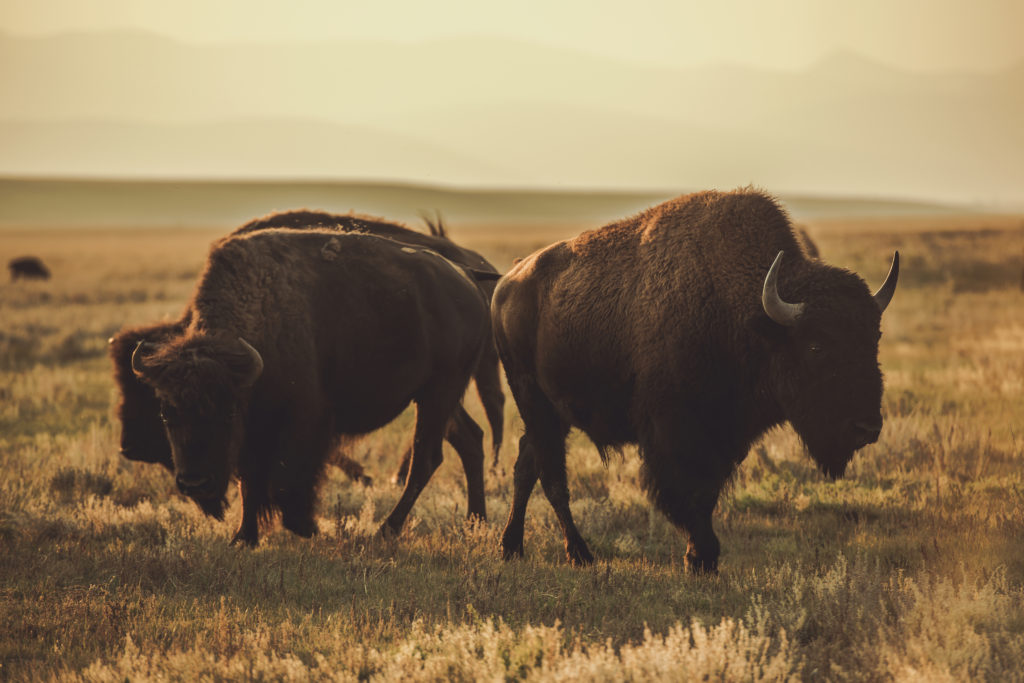 Hoof Rot: A Crisis In The Pacific Northwest - Eastmans' Official Blog ...