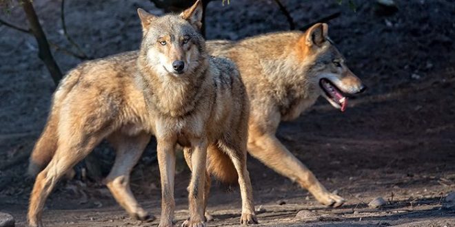 Colorado Parks and Wildlife Commission Approves Historic Final Wolf ...