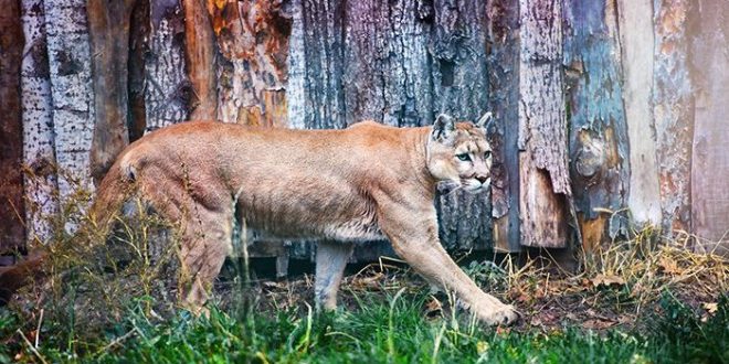 Mountain Lion Hunting Ban Filed in Colorado - Eastmans' Official Blog ...
