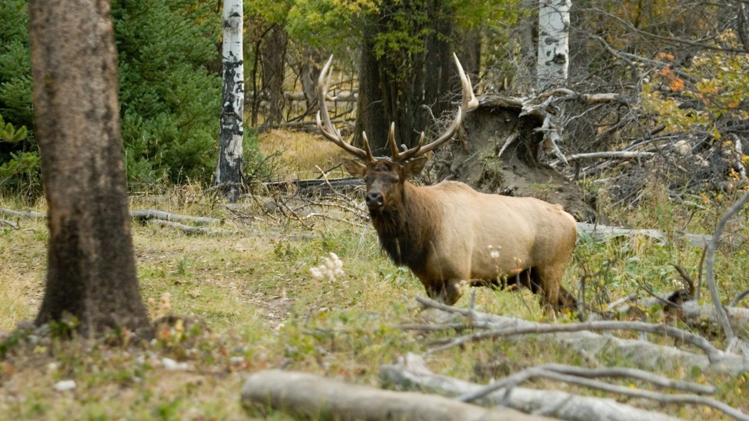 Tips & Tactics: How To Shoot a Big Game Animal [Blog] - Eastmans ...