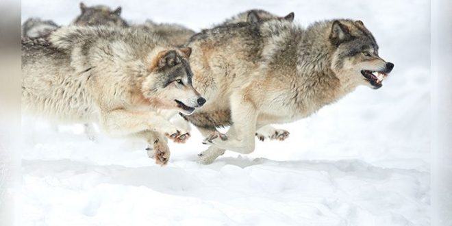CPW Secures Gray Wolves for Initial Reintroduction Efforts from Oregon ...