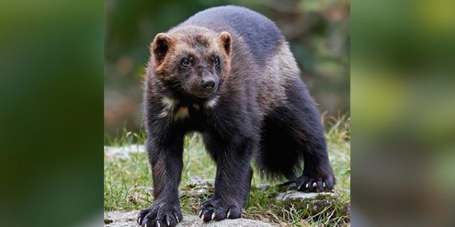 Colorado Reintroduces Wolverines