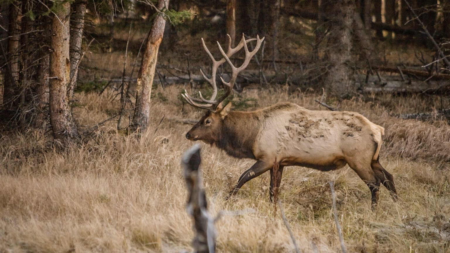 Wyoming - Top 2025 Elk Areas for 10 Points or Less - Eastmans' Official ...
