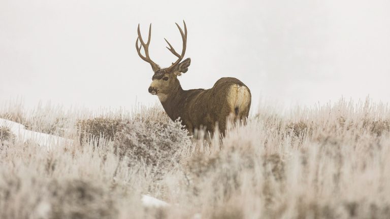 Oregon Mule Deer Management Is Changing: Here’s What Hunters Need to ...