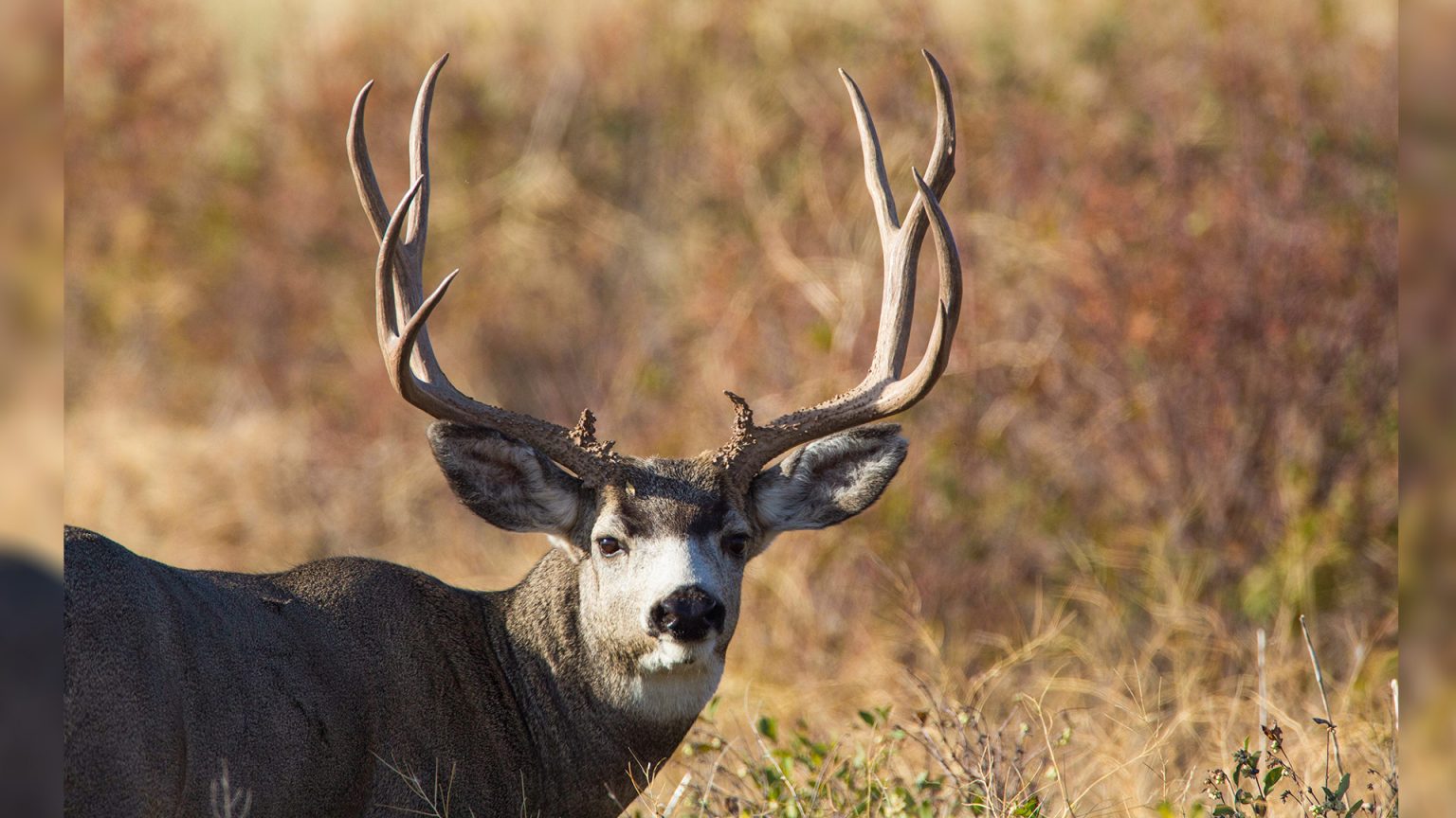 Oregon Mule Deer Hunts Changing! - Three Things That Matter - Eastmans ...