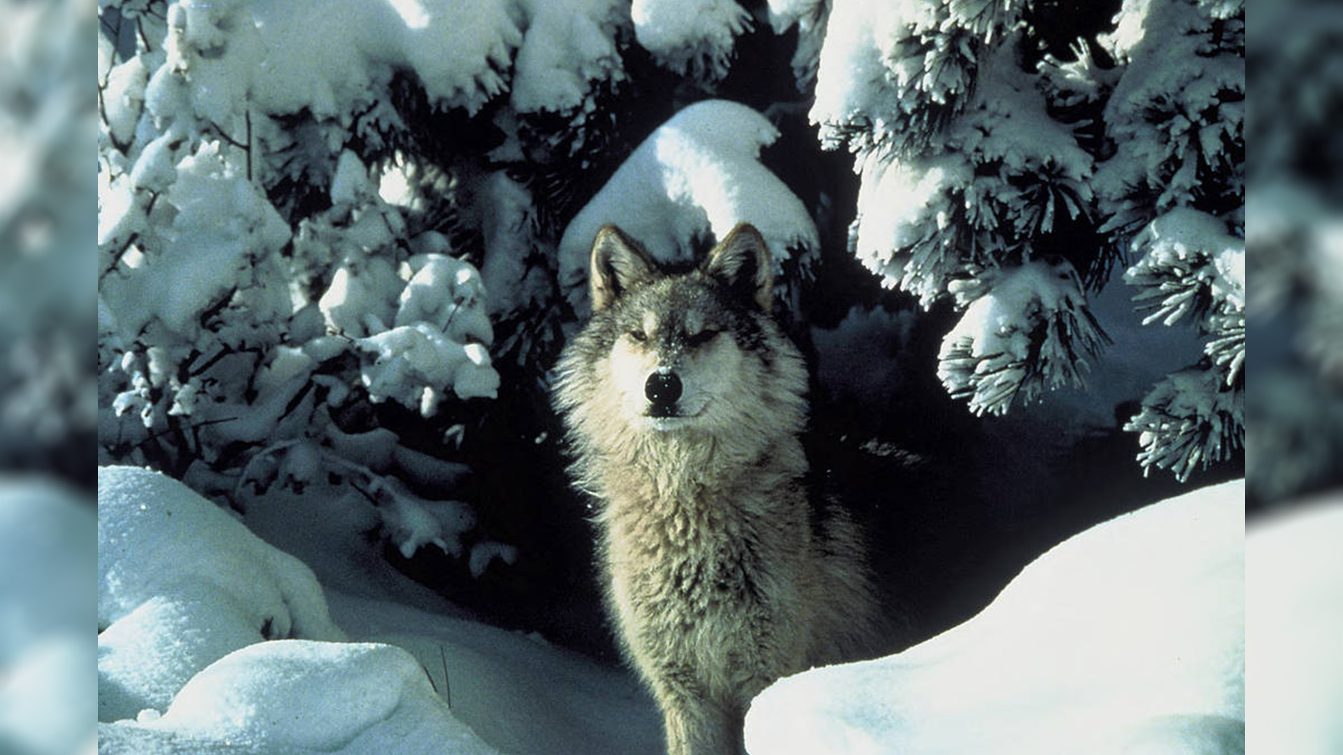 Colorado Wolf Update w/Mortality - Eastmans' Official Blog | Mule Deer ...