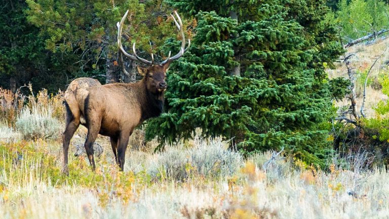 No More Idaho OTC Nonresident Deer and Elk Tags! - Eastmans' Official ...