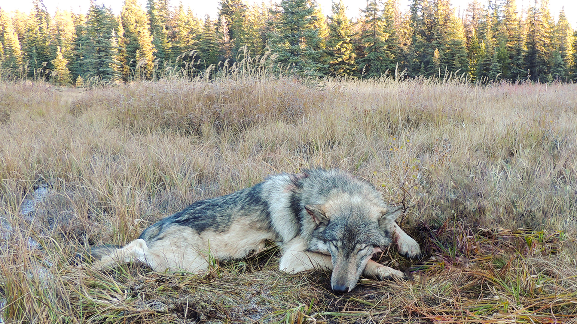 General Areas Inhabited by Gray Wolves in Colorado (Two Mortalities ...