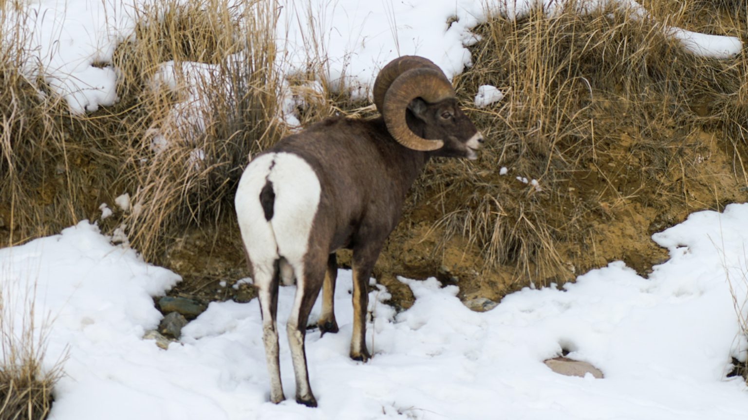 BLOG_MT_Sheep_Pneumonia - Eastmans' Official Blog | Mule Deer, Antelope ...