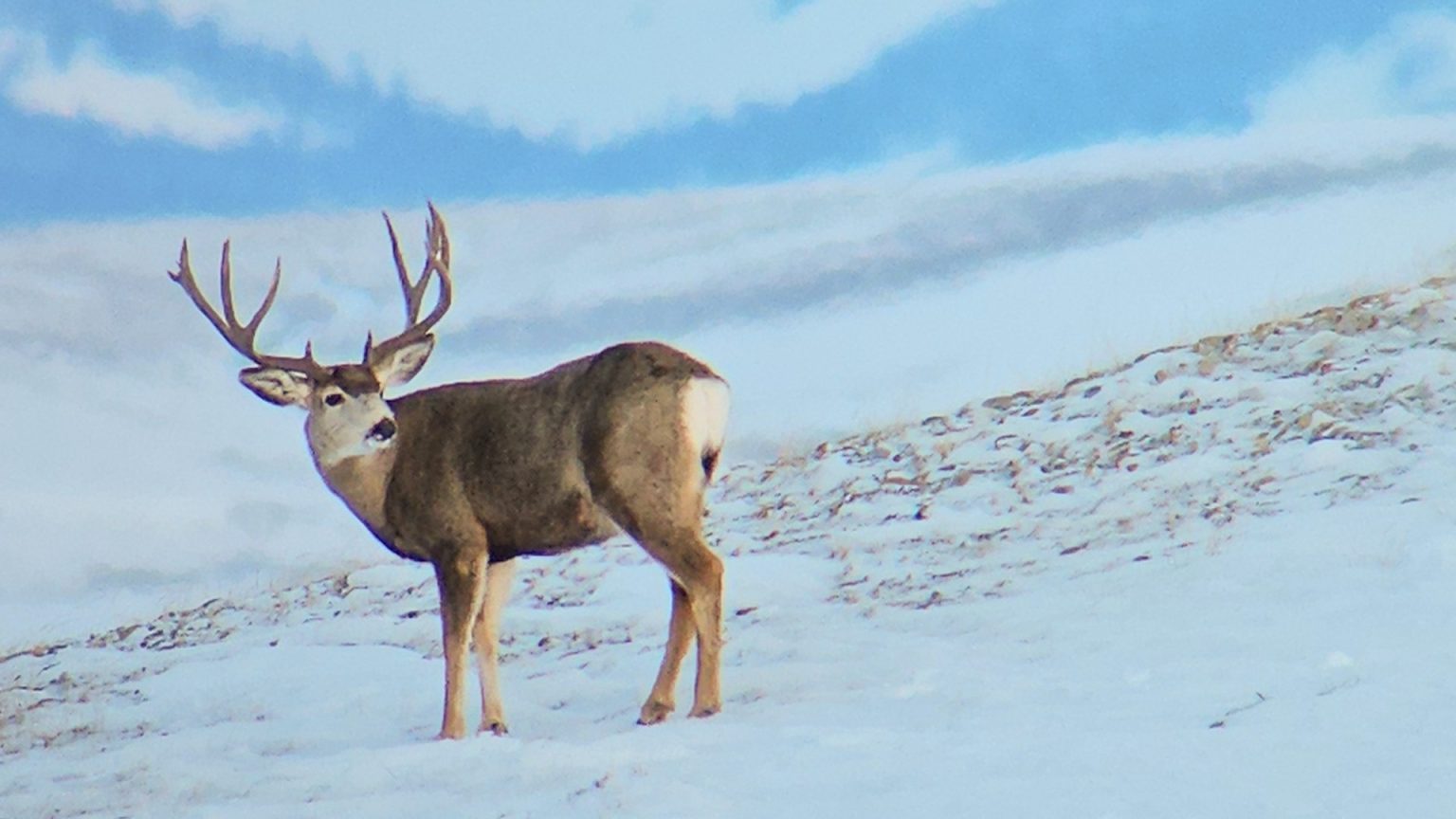 Wyoming’s 2025 Deer and Antelope Draw: Point Creep, Tag Trends, and ...