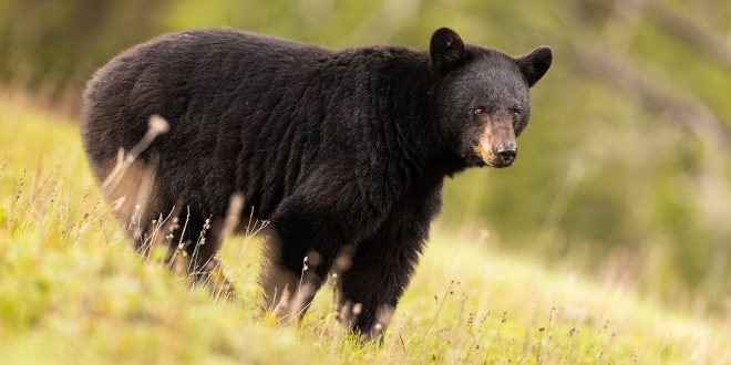 Activists Seek Nationwide Bear Baiting Ban - Eastmans' Official Blog ...