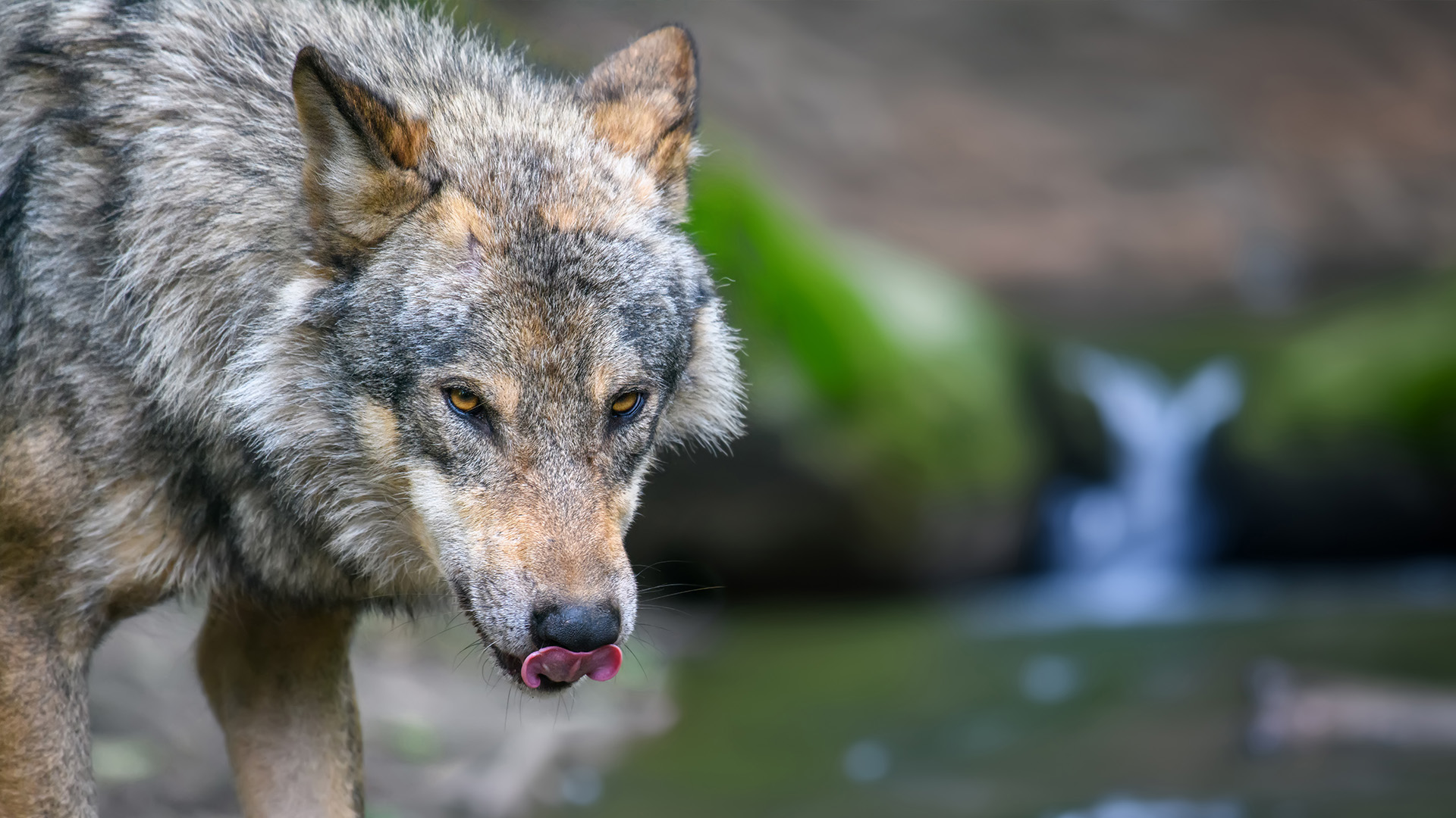 General Areas Inhabited by Gray Wolves in Colorado – July 2025 Update ...