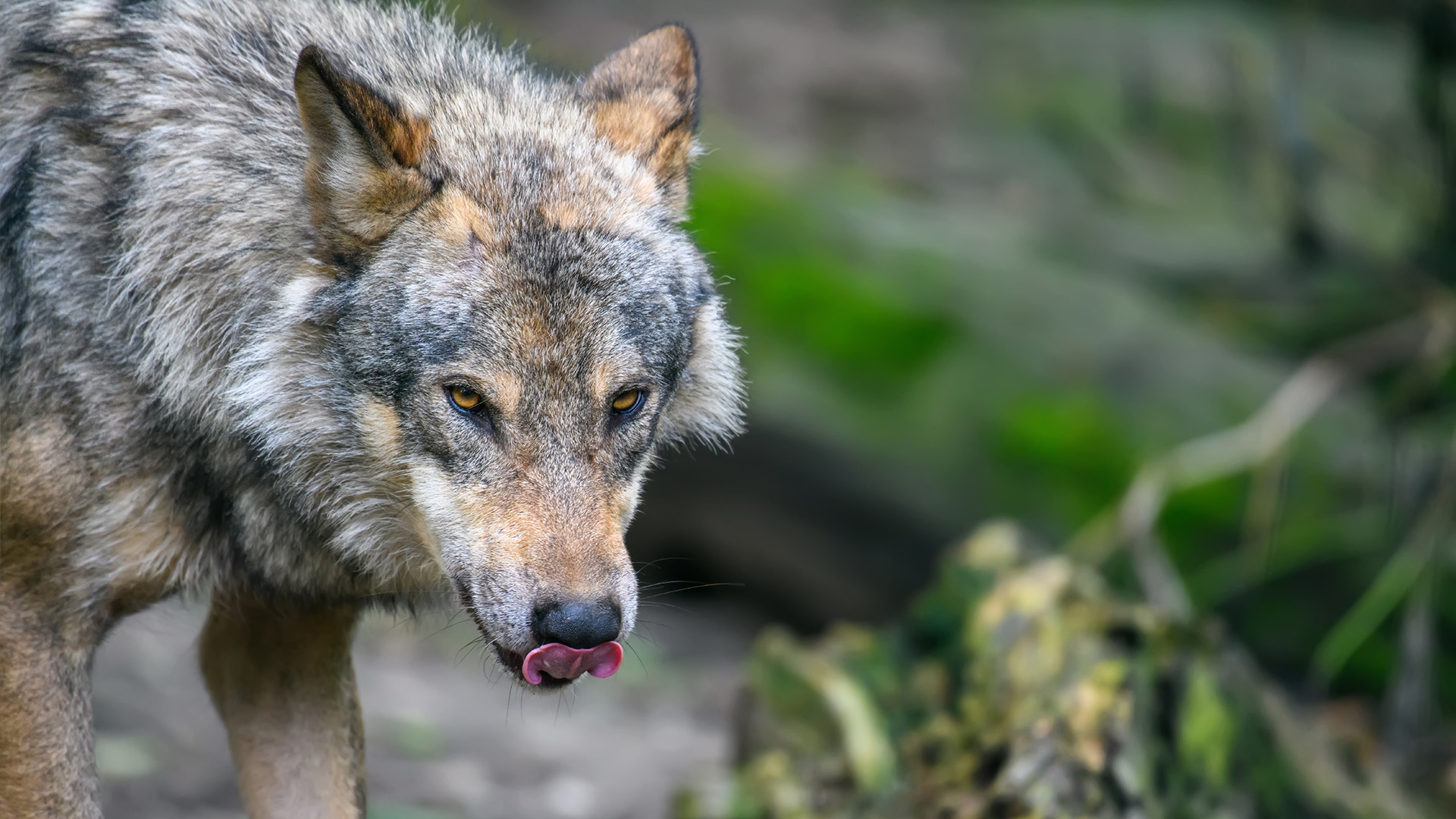 Blog_CO_June_Wolf_update - Eastmans' Official Blog | Mule Deer ...