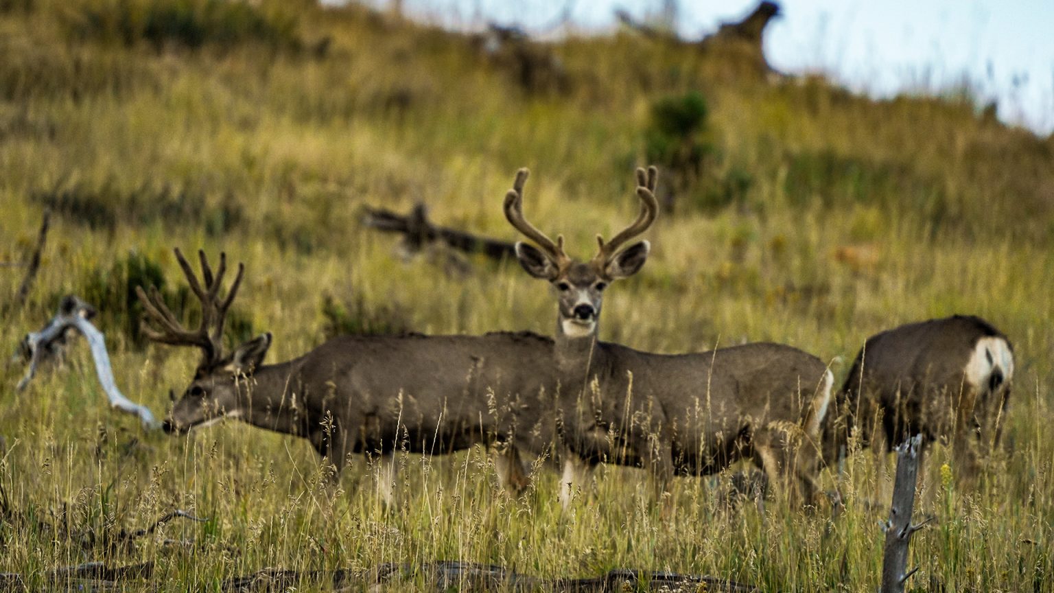 Arizona: Copper State Draw - Eastmans' Official Blog | Mule Deer ...