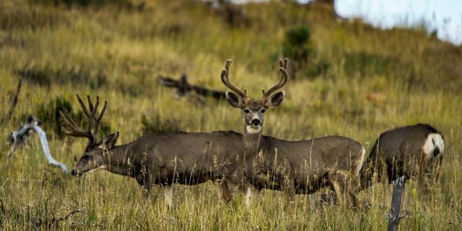 Arizona: Copper State Draw - Eastmans' Official Blog | Mule Deer ...