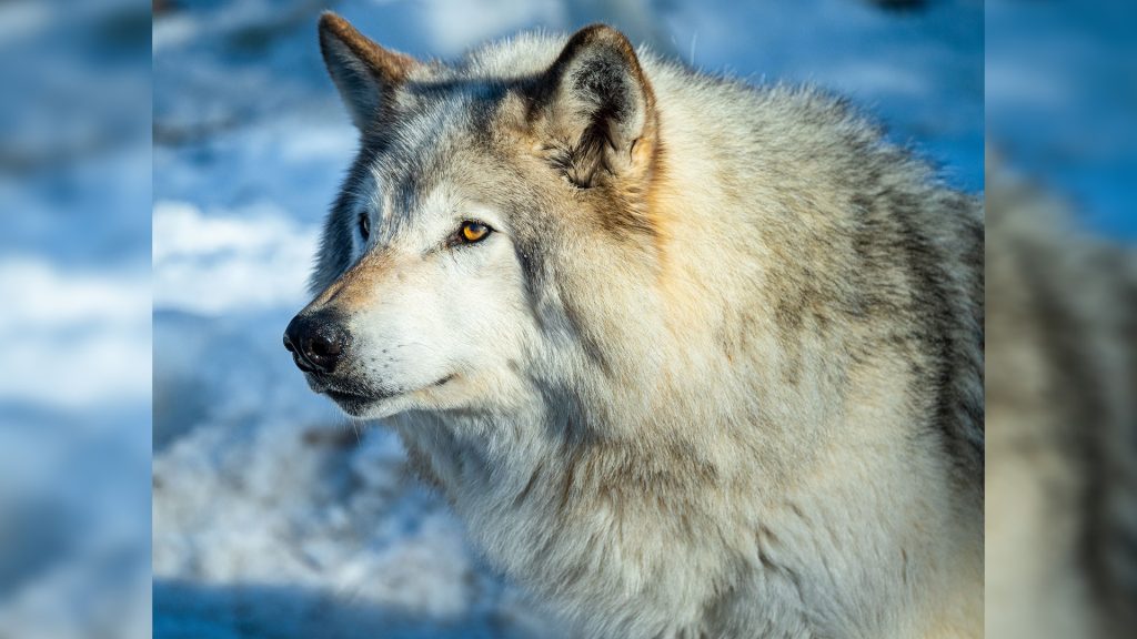 $1,000 for shooting a wolf? - Eastmans' Official Blog | Mule Deer ...