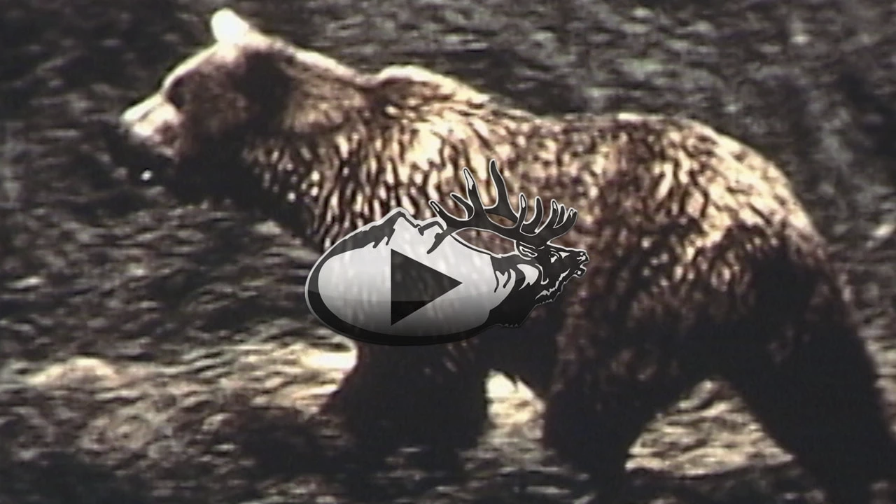 Hunting in Grizzly Country: Then and Now - Eastmans' Official Blog ...