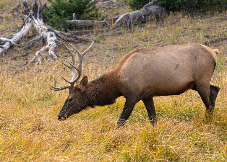 2026 Arizona Elk & Antelope Regs Available! - Eastmans' Official Blog ...