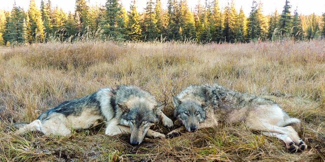 NO MORE WOLVES IN COLORADO! - Eastmans' Official Blog | Mule Deer ...
