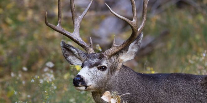 New Mexico – Big Game Applications Now Open - Eastmans' Official Blog ...