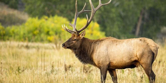 Colorado: OTC Bull Elk Licenses No Longer Available - Eastmans ...