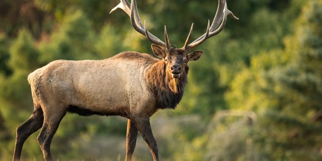Idaho Controlled Hunt Draw Approaching - Eastmans' Official Blog | Mule ...